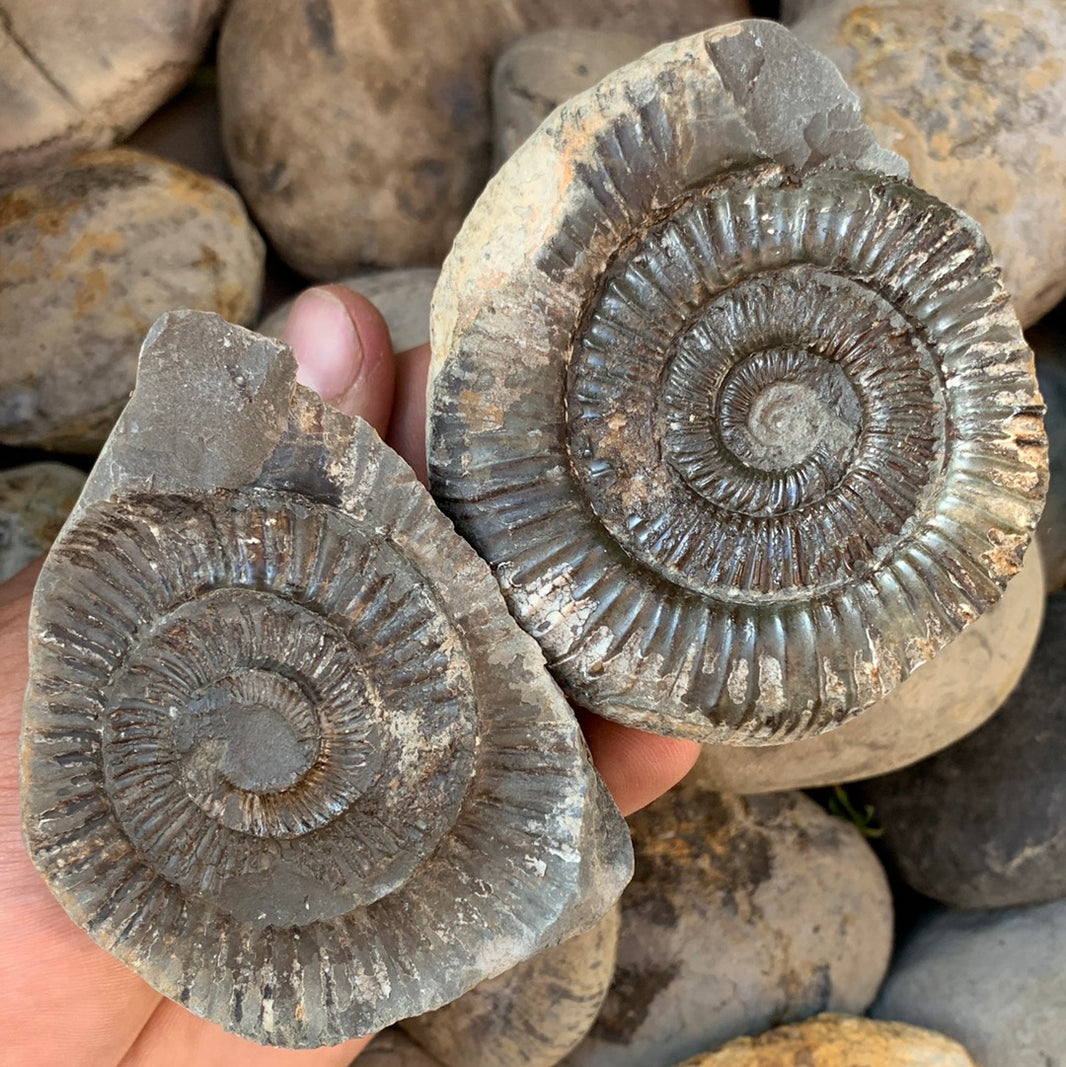 Ammonite Split Pairs – Yorkshire.Fossils