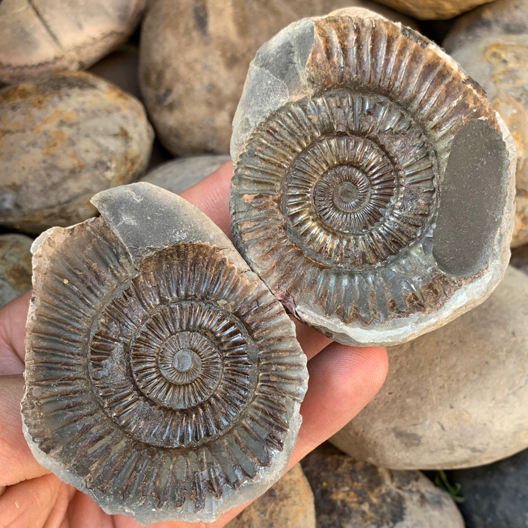 Ammonites – Yorkshire.Fossils