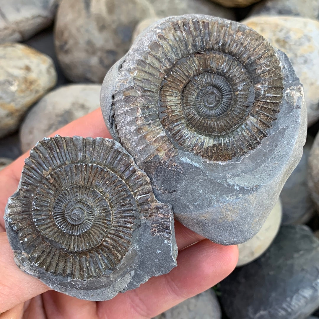 Ammonites – Yorkshire.Fossils