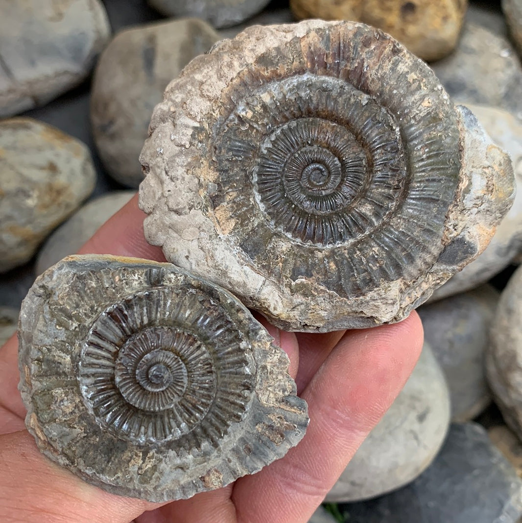 Ammonites – Yorkshire.Fossils