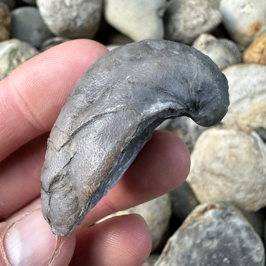 Yorkshire Fossils / £20 and under – Yorkshire.Fossils