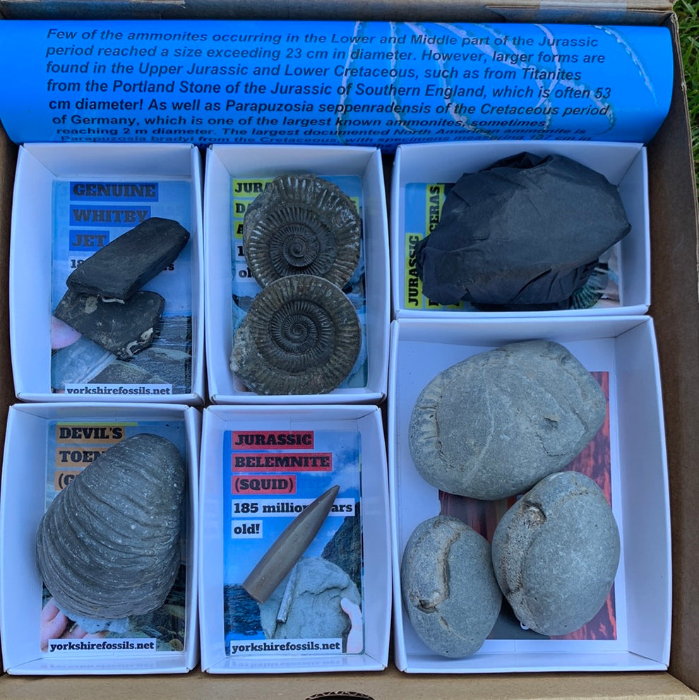 Yorkshire Ammonite Shell Fossil Bundle - Jurassic Coast Fossil Bundle ...