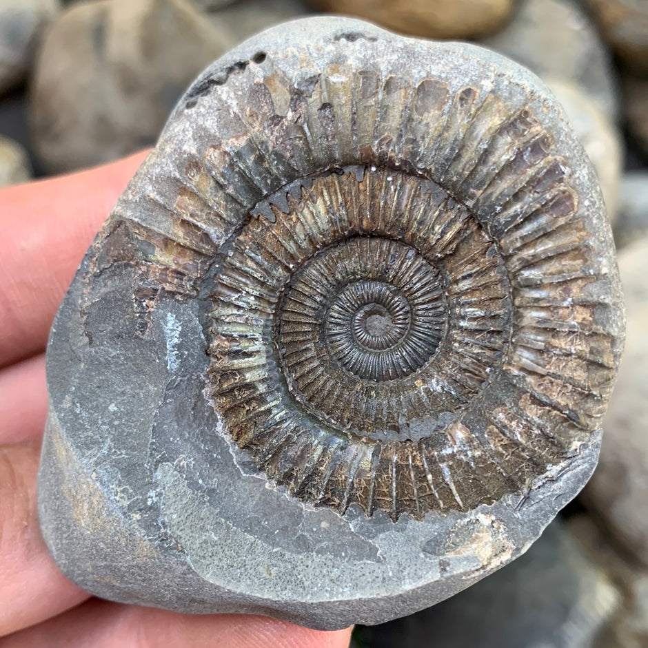 Ammonites – Yorkshire.Fossils
