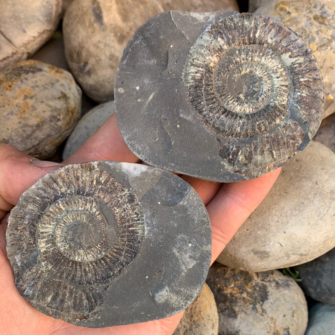 Ammonites – Yorkshire.Fossils