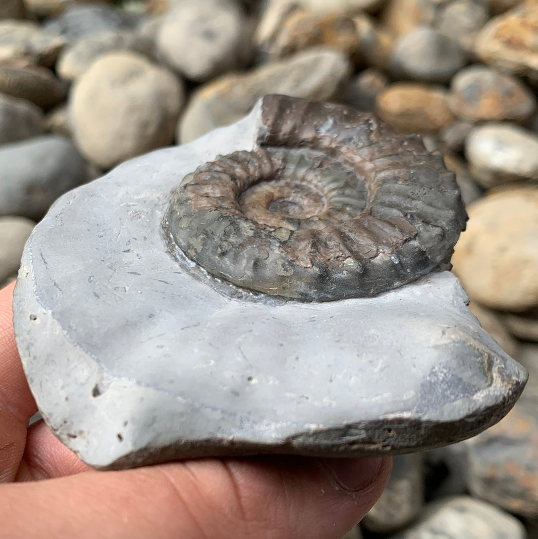 Yorkshire Fossils – Yorkshire.Fossils