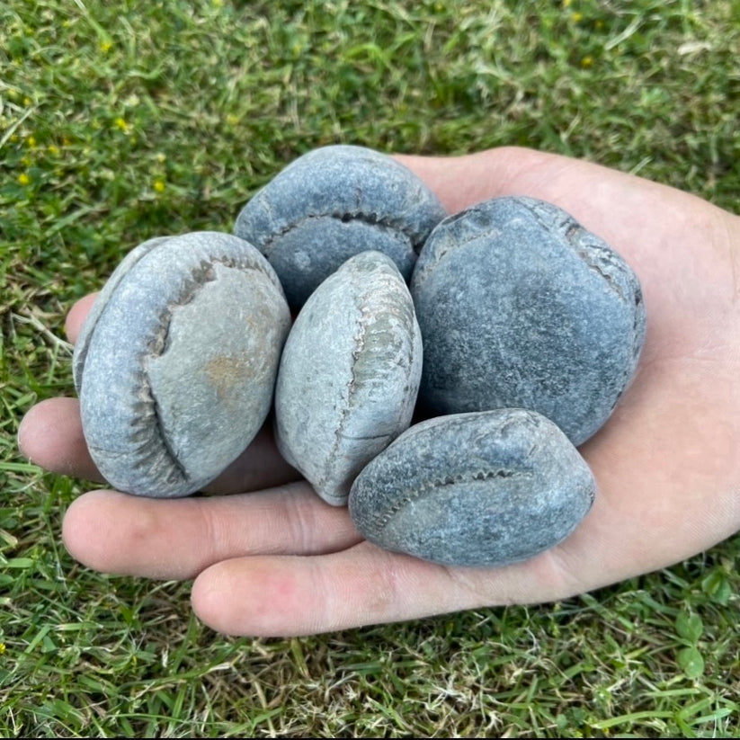 Small Ammonite Nodules x10 ammonite fossil - Whitby, North Yorkshire J ...