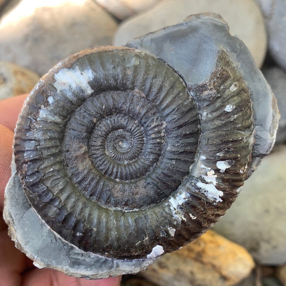 Ammonites – Yorkshire.Fossils