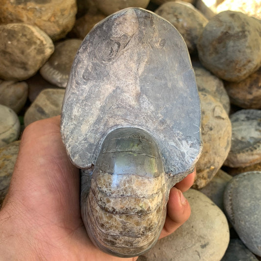 Sold Fossils – Yorkshire.Fossils