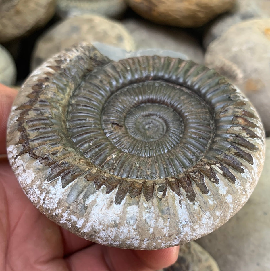 Yorkshire Fossils – Page 3 – Yorkshire.Fossils