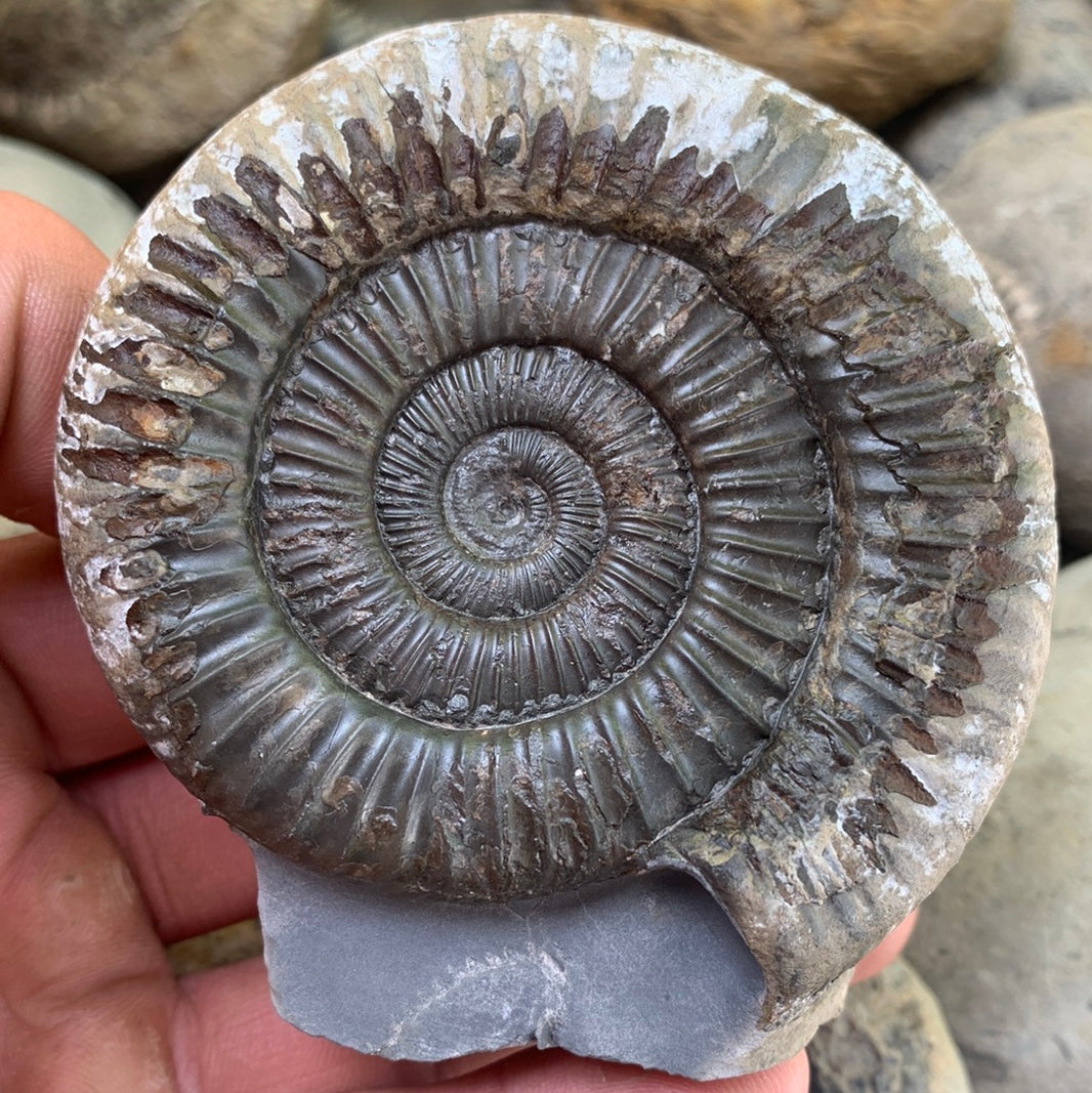 Yorkshire Fossils – Page 3 – Yorkshire.Fossils