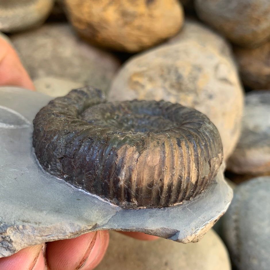 Yorkshire Fossils – Page 3 – Yorkshire.Fossils