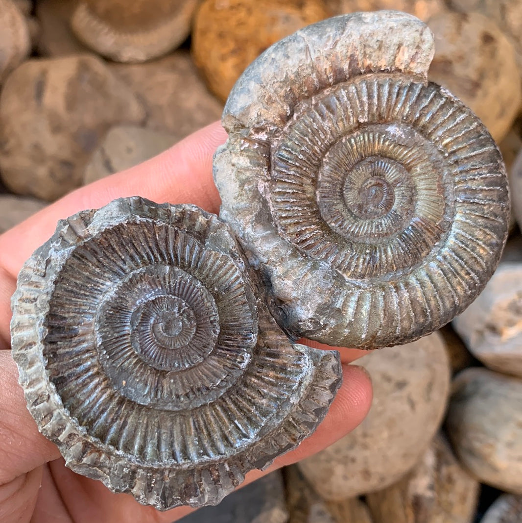 Ammonites – Yorkshire.Fossils