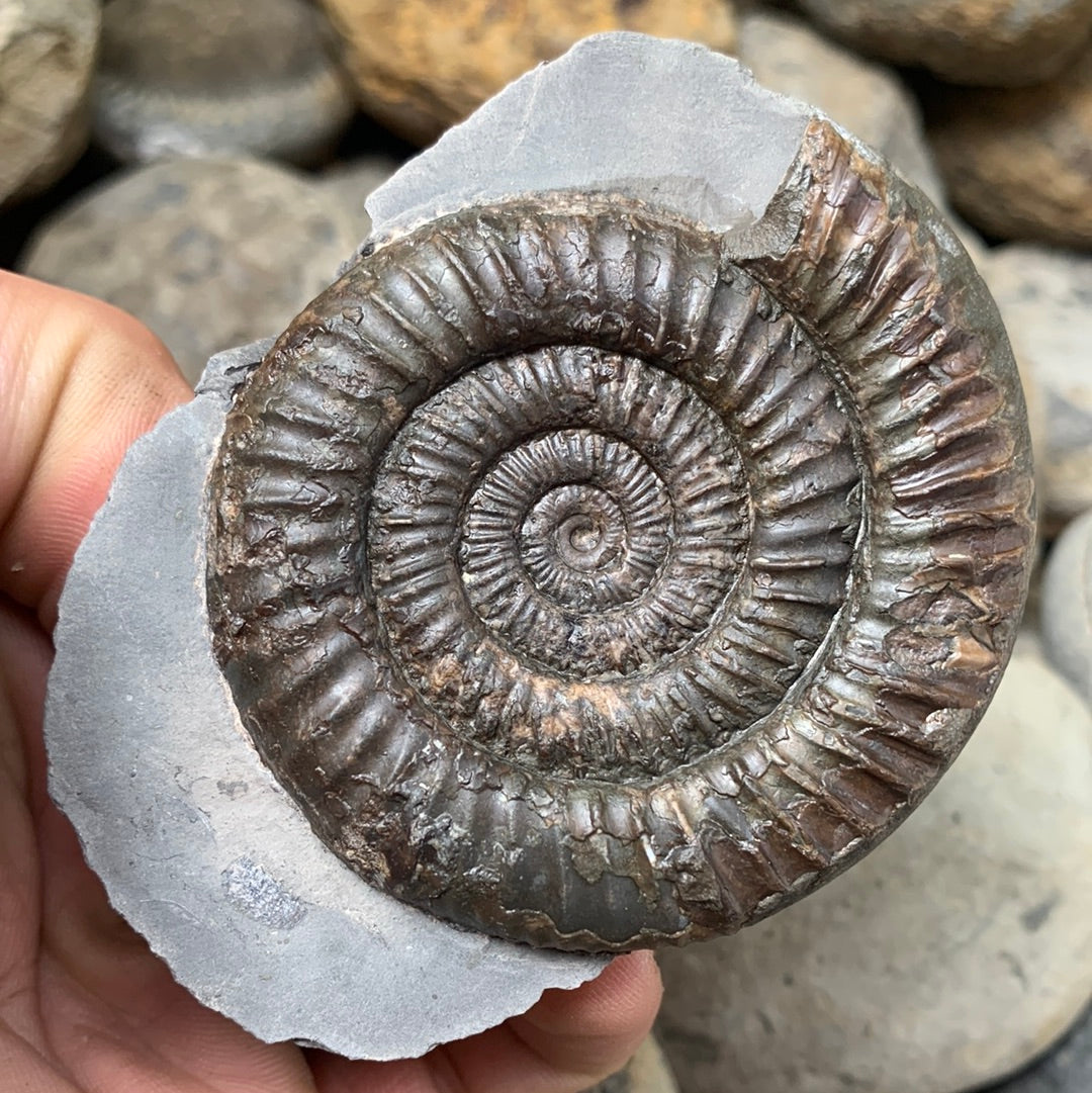 Yorkshire Fossils – Page 3 – Yorkshire.Fossils
